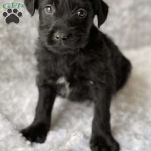 Labrador Mix Puppies For Sale | Greenfield Puppies