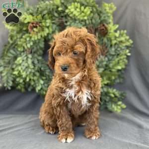 Ben Smucker - Greenfield Puppies