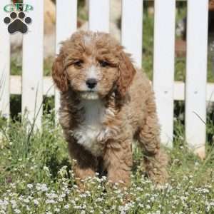 Ben & Rebecca Smucker - Greenfield Puppies