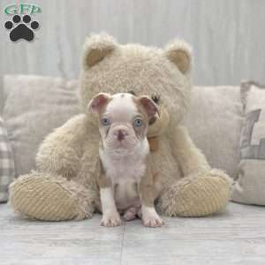 Amy Troyer - Greenfield Puppies
