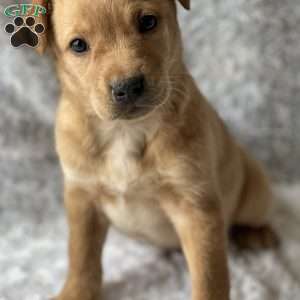 Labrador Mix Puppies For Sale | Greenfield Puppies