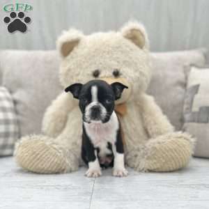 Amy Troyer - Greenfield Puppies
