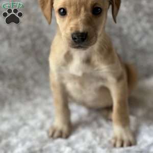 Labrador Mix Puppies For Sale | Greenfield Puppies