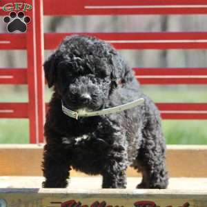 Airedoodle Puppies for Sale | Greenfield Puppies