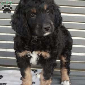 Arlin Beachy - Greenfield Puppies