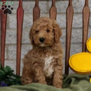 John Mark Lapp - Greenfield Puppies