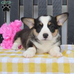 Welsh Corgi Mix Puppies For Sale | Greenfield Puppies