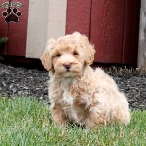 Bich-poo Puppies For Sale | Greenfield Puppies