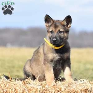 Aaron Glick - Greenfield Puppies