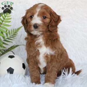 Rebecca Beiler - Greenfield Puppies