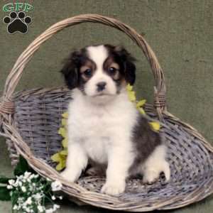 Forever Puppies for Sale | Greenfield Puppies