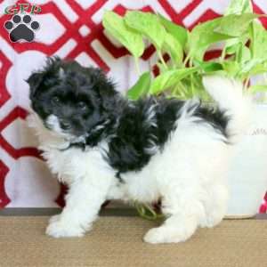 Pomapoo Puppies For Sale | Greenfield Puppies