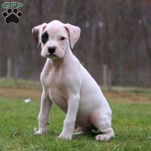 Boxer Puppies For Sale - Greenfield Puppies