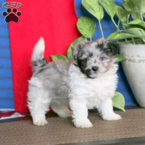 Pomapoo Puppies For Sale | Greenfield Puppies