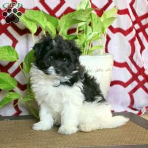Pomapoo Puppies For Sale | Greenfield Puppies