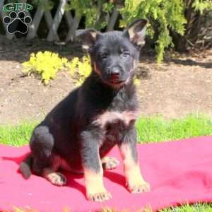 Amos King - Greenfield Puppies