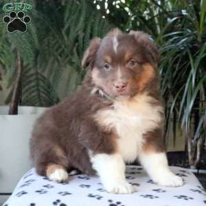 Elmer Fisher - Greenfield Puppies