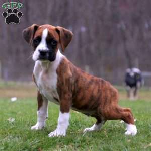 Boxer Puppies For Sale - Greenfield Puppies