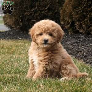 Bich-poo Puppies For Sale | Greenfield Puppies