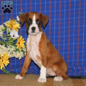 Boxer Puppies For Sale - Greenfield Puppies