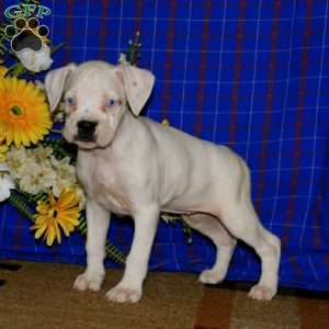 Boxer Puppies For Sale - Greenfield Puppies