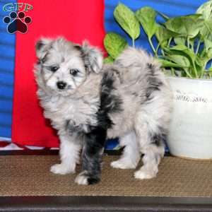 Pomapoo Puppies For Sale | Greenfield Puppies