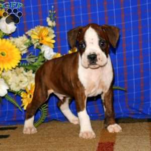 Boxer Puppies For Sale - Greenfield Puppies