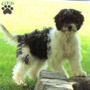 Springerdoodle Puppies for Sale | Greenfield Puppies