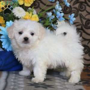 Chris & Katie Stoltzfus - Greenfield Puppies