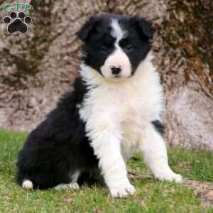 Border Collie Puppies For Sale - Greenfield Puppies