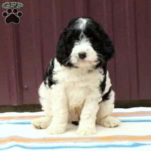 Springerdoodle Puppies for Sale | Greenfield Puppies