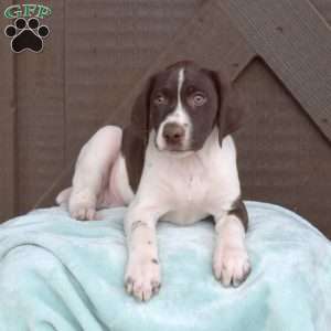 German Shorthaired Pointer Puppies For Sale - Greenfield Puppies