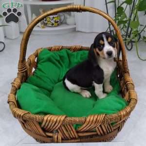 Beagle Puppies For Sale | Greenfield Puppies