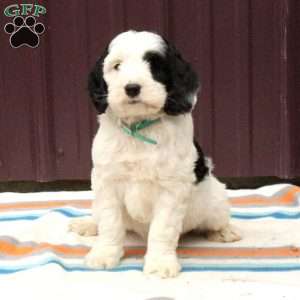 Springerdoodle Puppies for Sale | Greenfield Puppies