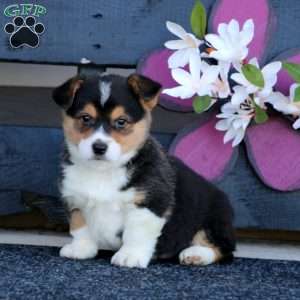 Pembroke Welsh Corgi Puppies for Sale - Greenfield Puppies