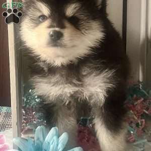Pomsky Puppies For Sale - Greenfield Puppies