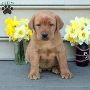 Fox Red Labrador Retriever Puppies for Sale - Greenfield Puppies