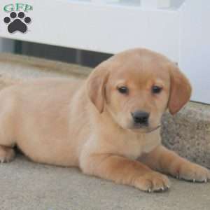 Yellow Labrador Retriever Puppies For Sale | Greenfield Puppies