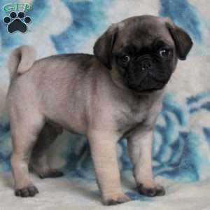 Pug Puppies For Sale | Greenfield Puppies