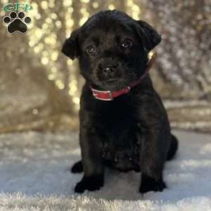 Melvin K Zook - Greenfield Puppies