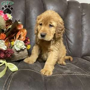 David Nolt - Greenfield Puppies