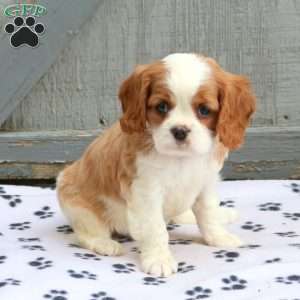 Sam Lantz - Greenfield Puppies