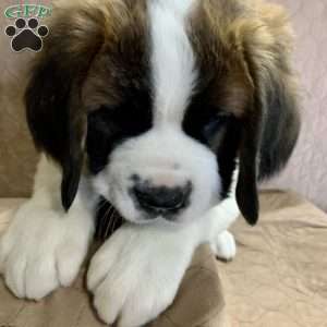 Saint Bernard Puppies for Sale | Greenfield Puppies