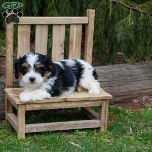 Levi & Rachel Mae Smucker - Greenfield Puppies