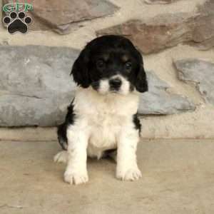 Cocker Spaniel Puppies For Sale | Greenfield Puppies