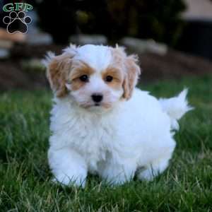 Sam and Rachael Stoltzfus Dog Breeder