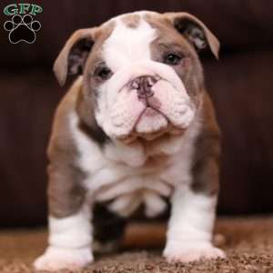 English Bulldog Puppies For Sale | Greenfield Puppies