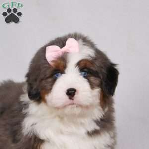 Eli Yoder - Greenfield Puppies