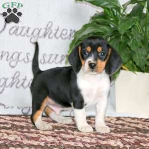 Beagle Puppies For Sale | Greenfield Puppies