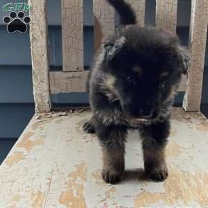 Larry Hare - Greenfield Puppies